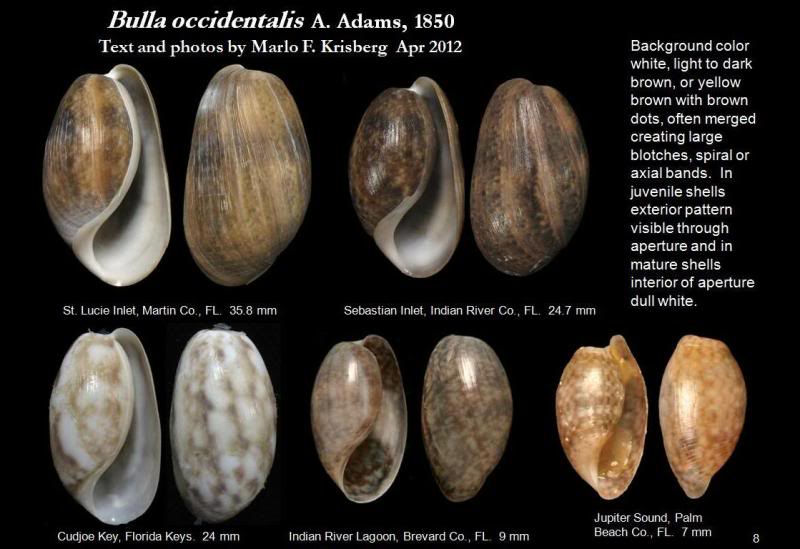 Bulla occidentalis | letstalkseashells