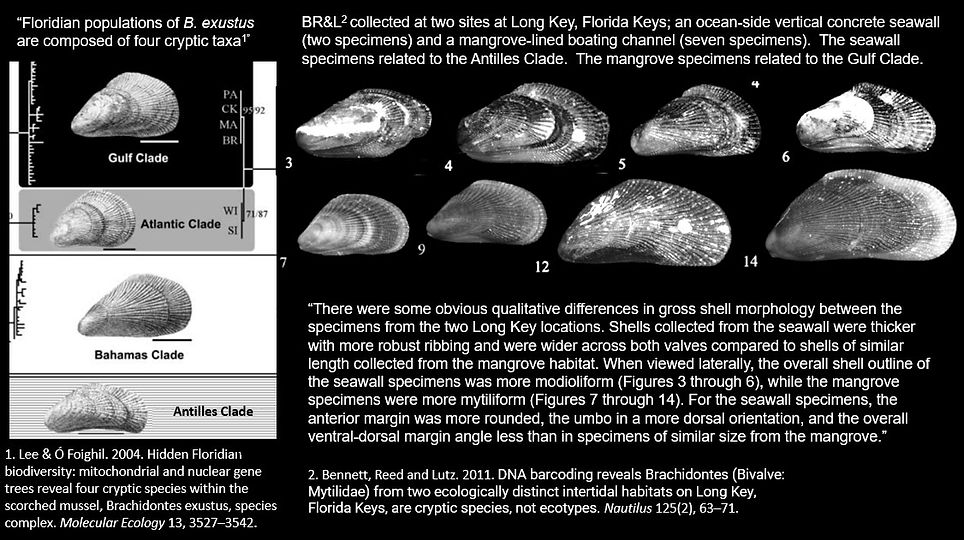 Brachidontes exustus | letstalkseashells