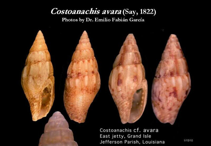 Costoanachis avara | letstalkseashells