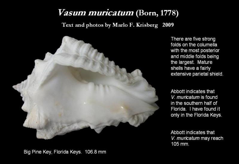 Vasum muricatum | letstalkseashells
