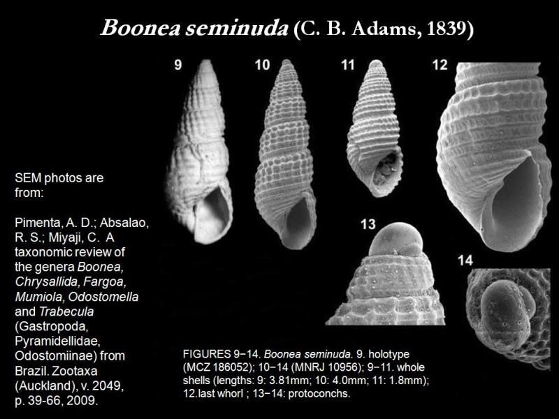 Boonea seminuda | letstalkseashells