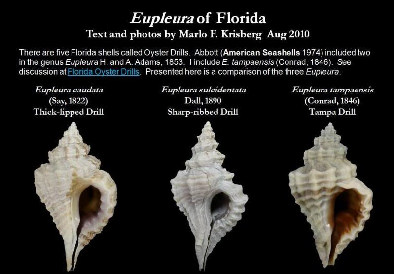 Eupleura sulcidentata | letstalkseashells