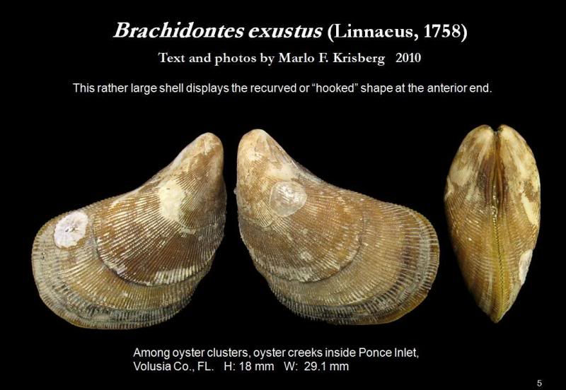 Brachidontes exustus | letstalkseashells