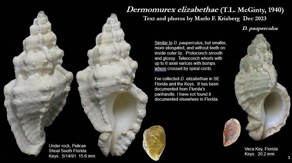 Dermomurex elizabethae | letstalkseashells