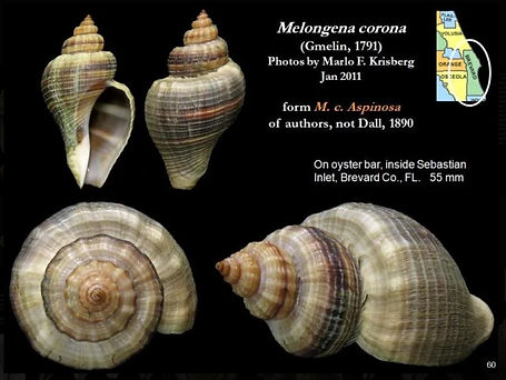 Sebastian Inlet | letstalkseashells