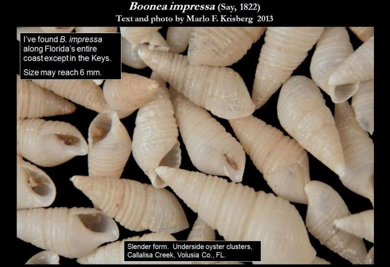 Boonea impressa | letstalkseashells