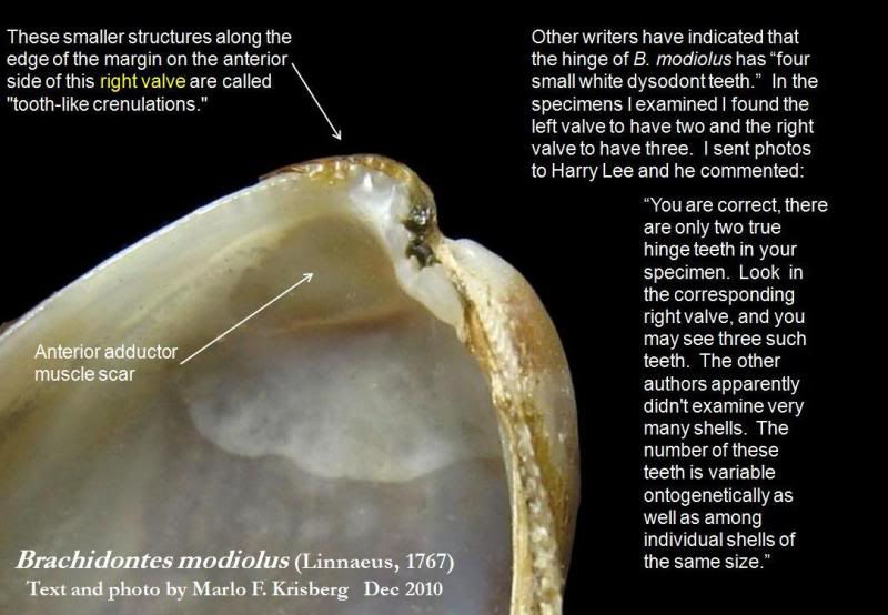 Brachidontes modiolus | letstalkseashells
