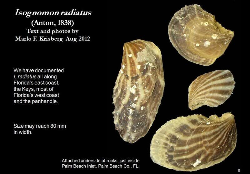 Isognomon radiatus | letstalkseashells