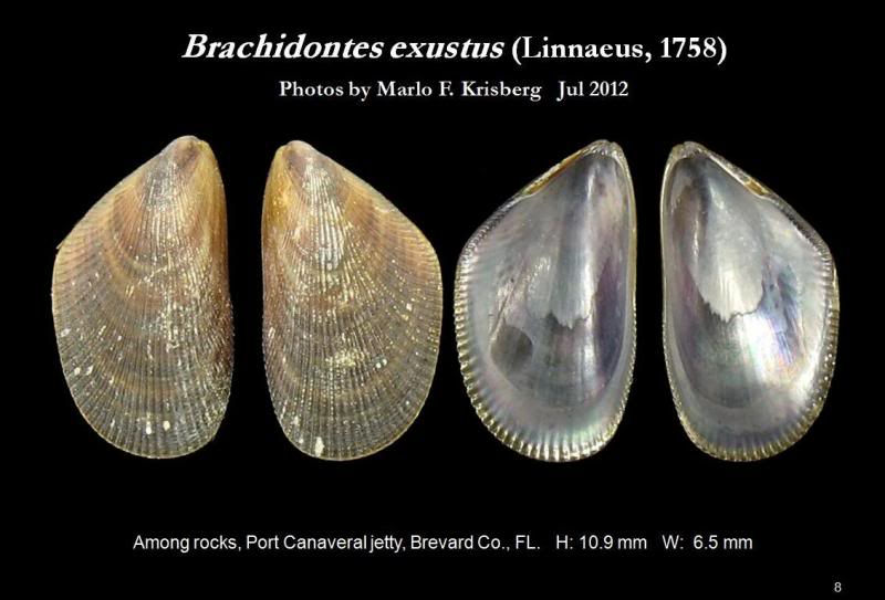 Brachidontes exustus | letstalkseashells