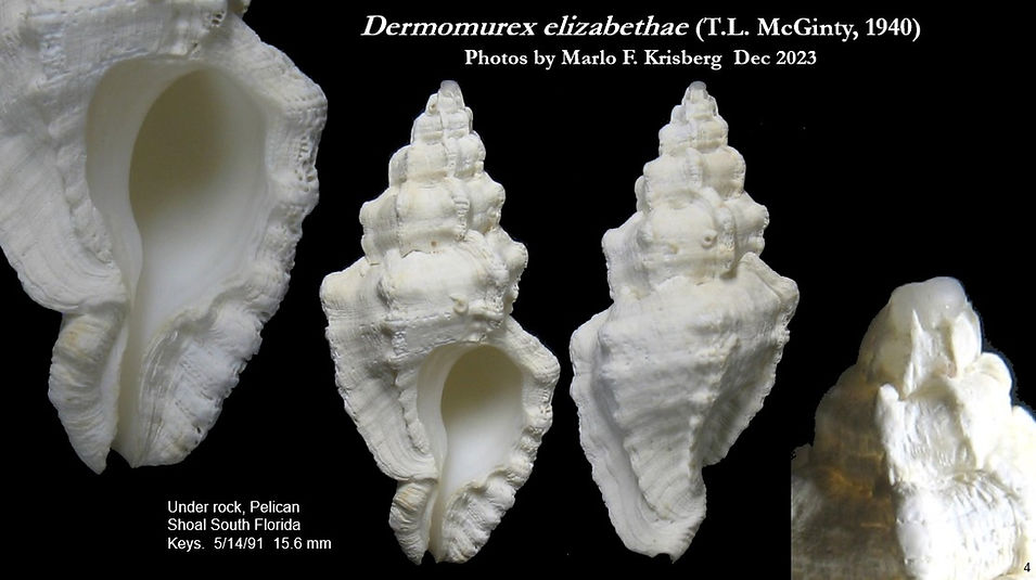 Dermomurex elizabethae | letstalkseashells