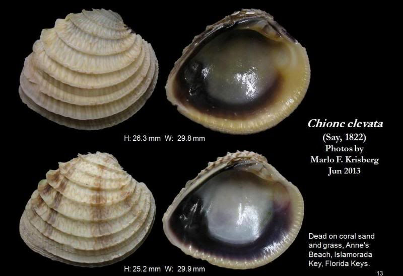 Chione elevata | letstalkseashells