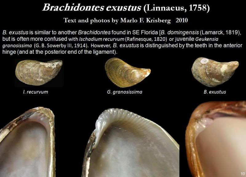 Brachidontes exustus | letstalkseashells