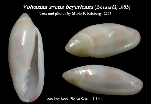 Volvarina beyerleana | letstalkseashells