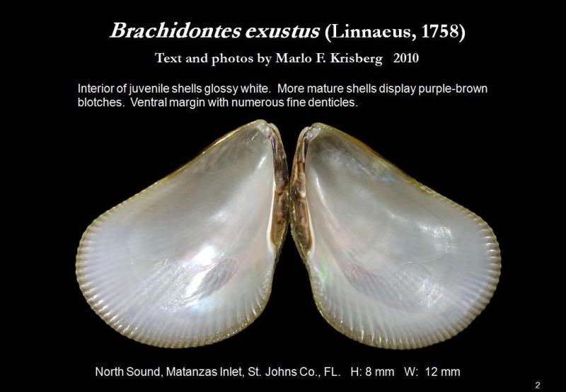 Brachidontes exustus | letstalkseashells