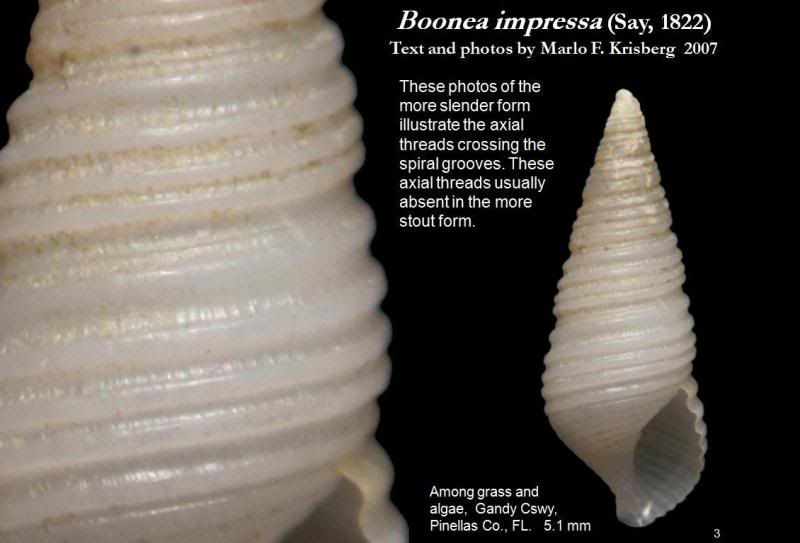 Boonea impressa | letstalkseashells