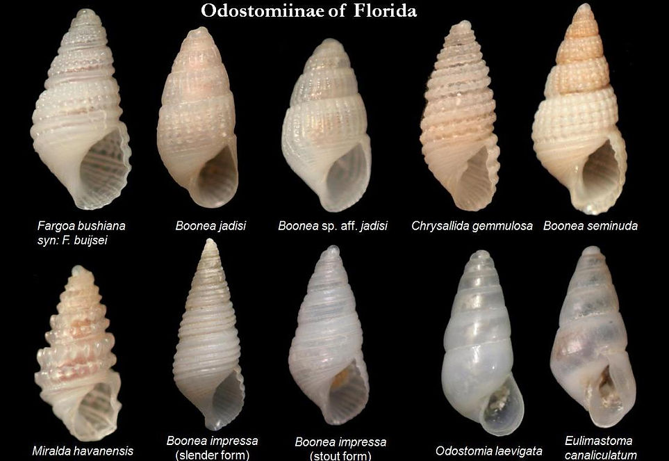 Odostomia of Florida | letstalkseashells