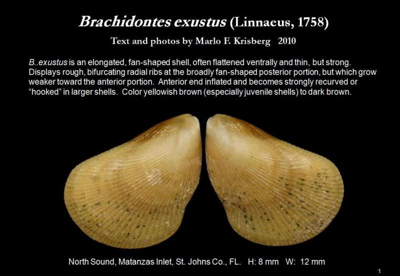 Brachidontes exustus | letstalkseashells