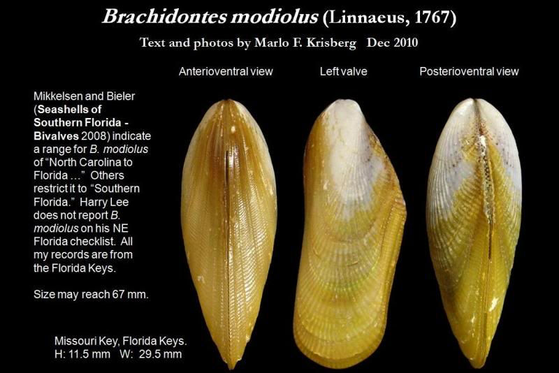 Brachidontes modiolus | letstalkseashells