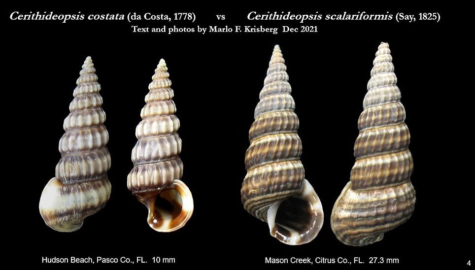 Cerithideopsis costata | letstalkseashells