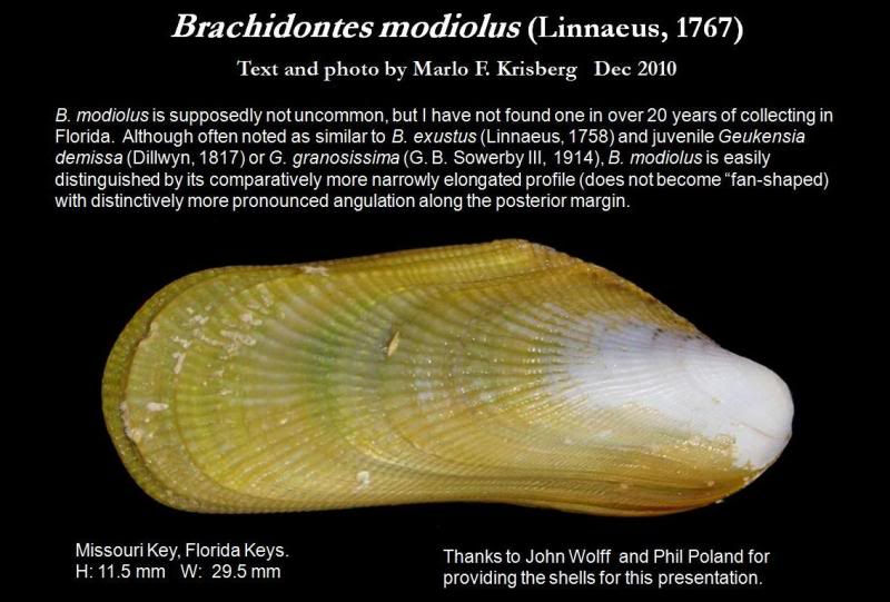 Brachidontes modiolus | letstalkseashells