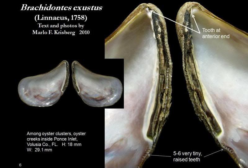 Brachidontes exustus | letstalkseashells