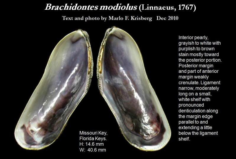 Brachidontes modiolus | letstalkseashells