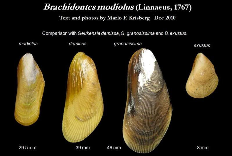 Brachidontes modiolus | letstalkseashells