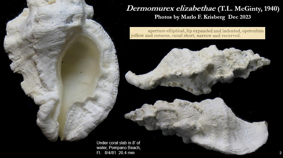 Dermomurex elizabethae | letstalkseashells