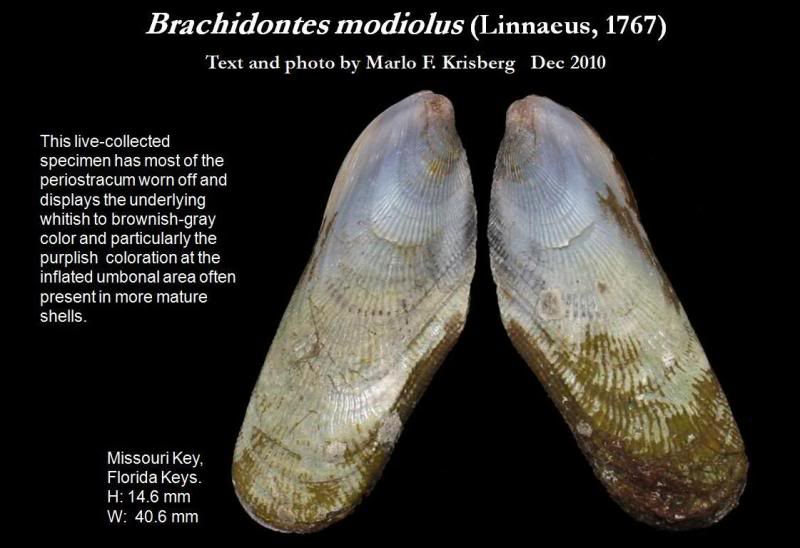 Brachidontes modiolus | letstalkseashells