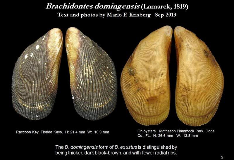 Brachidontes domingensis | letstalkseashells