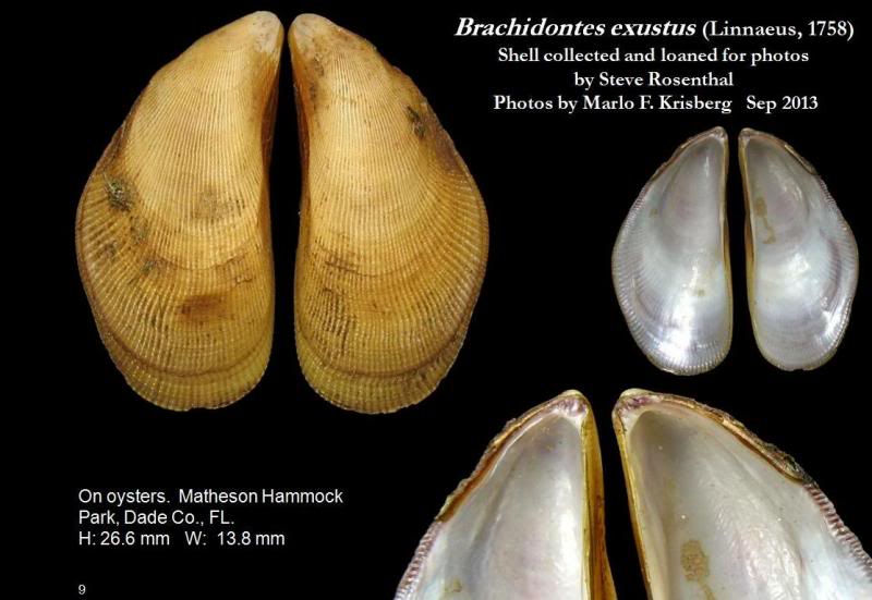 Brachidontes exustus | letstalkseashells