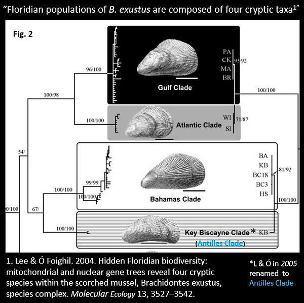 Brachidontes exustus | letstalkseashells