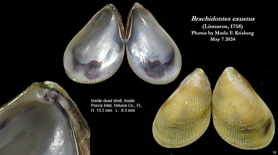 Ponce Inlet May 2024 | letstalkseashells