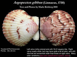 argopecten gibbus