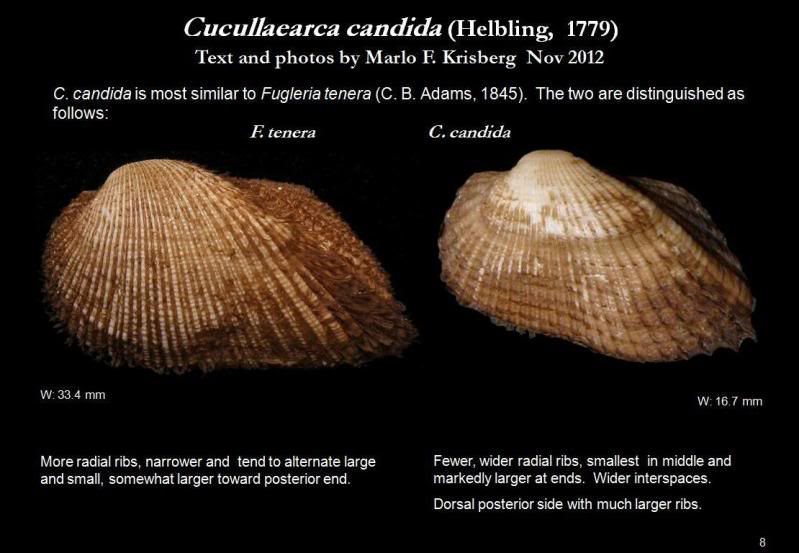 Cucullaearea candida | letstalkseashells