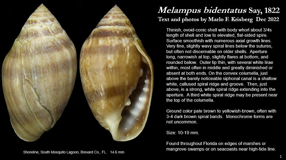 Melampus bidentatus | letstalkseashells