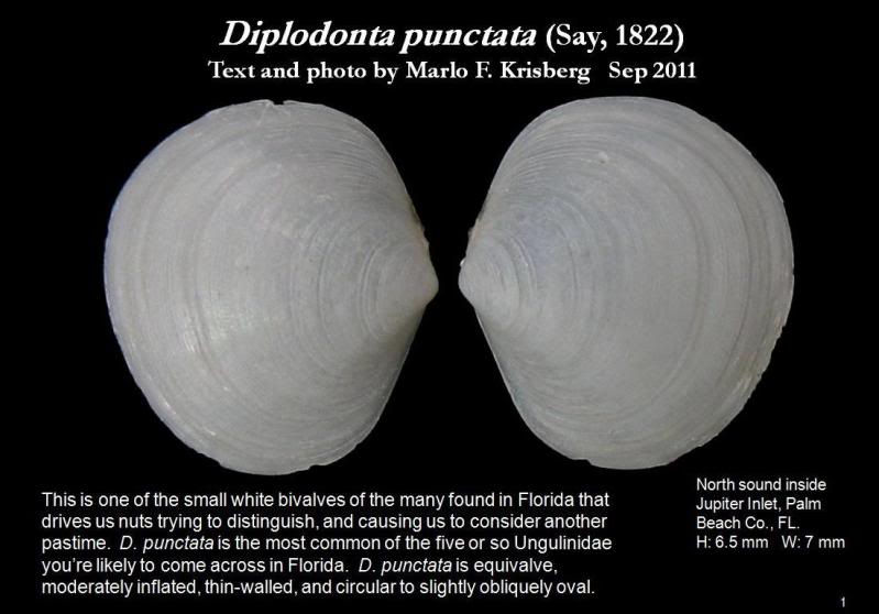 Diplodonta punctata | letstalkseashells