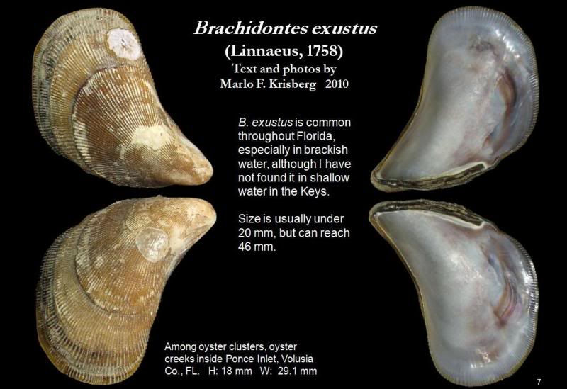 Brachidontes exustus | letstalkseashells