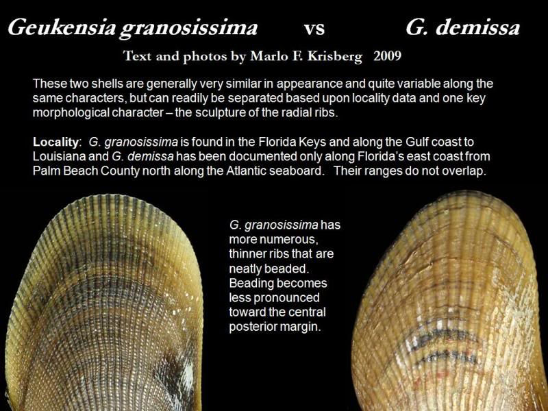Geukensia granosissima | letstalkseashells