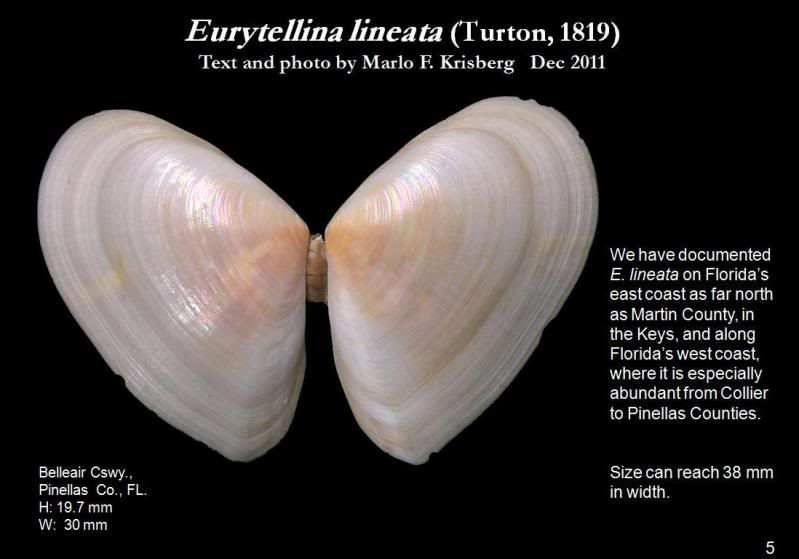 Eurytellina lineata | letstalkseashells
