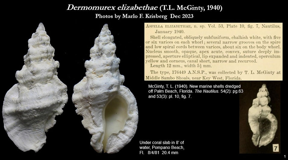 Dermomurex elizabethae | letstalkseashells