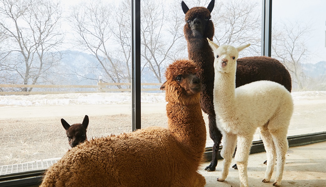 Alpaca World Korea - Animal Farm in Nature & Getting There | KoreaToDo