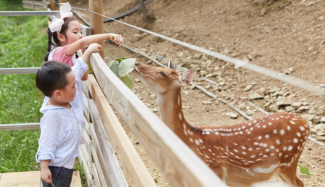 Alpaca World Korea - Animal Farm in Nature & Getting There | KoreaToDo