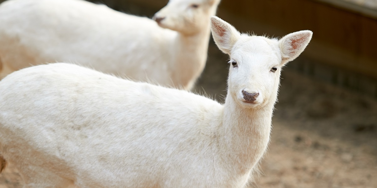 Alpaca World Korea - Animal Farm in Nature & Getting There | KoreaToDo