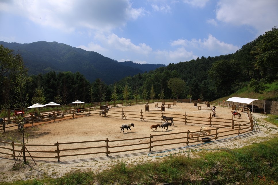 Alpaca World Korea - Animal Farm in Nature & Getting There | KoreaToDo
