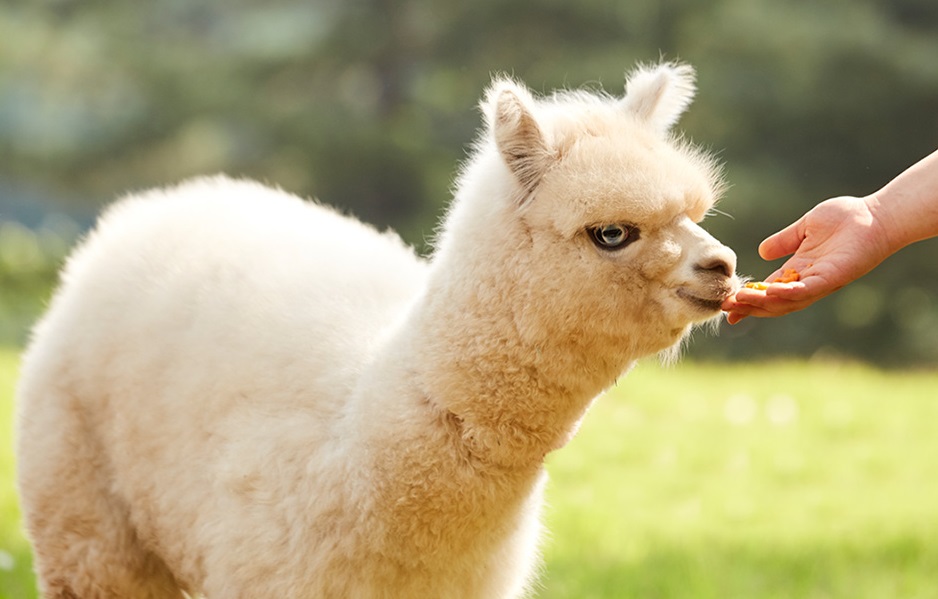 Alpaca World Korea - Animal Farm in Nature & Getting There | KoreaToDo