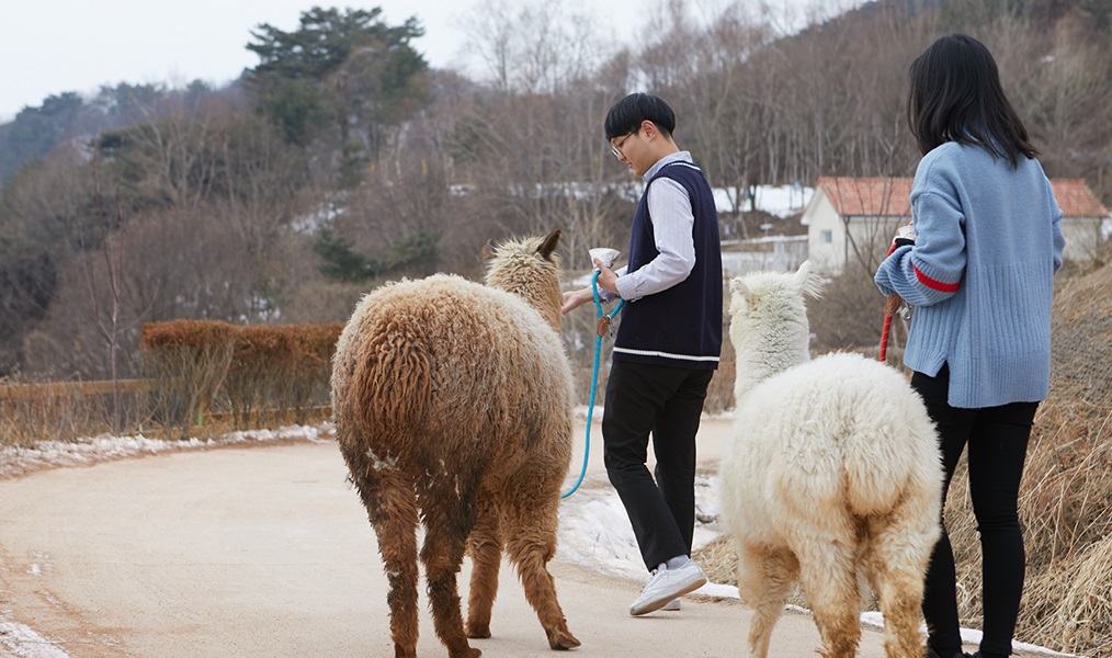 Alpaca World Korea - Animal Farm in Nature & Getting There | KoreaToDo