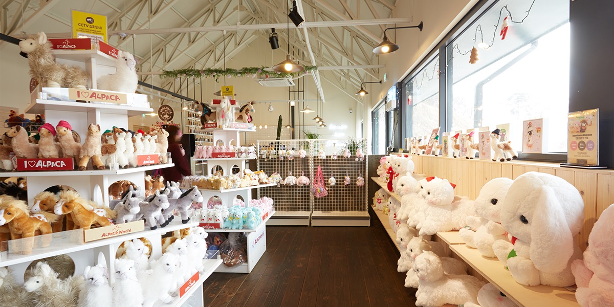 Alpaca World Korea - Animal Farm in Nature & Getting There | KoreaToDo
