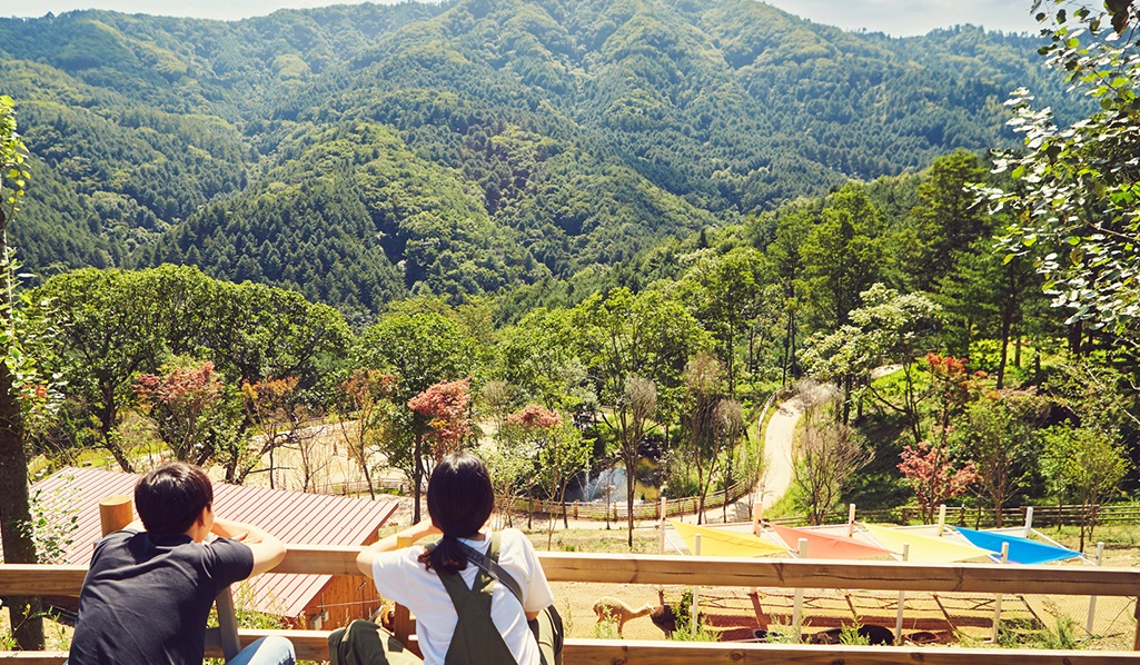 Alpaca World Korea - Animal Farm in Nature & Getting There | KoreaToDo