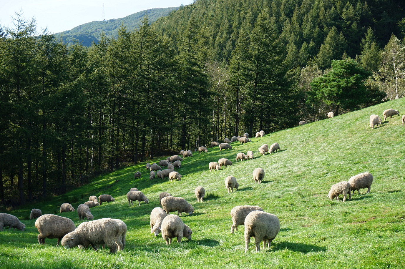 Daegwallyeong Sheep Farm & Getting There | KoreaToDo